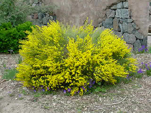 spanish gold broom - Lot-Lines