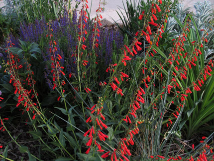 Photo of the Day - Firecracker Penstemon - Lot-Lines